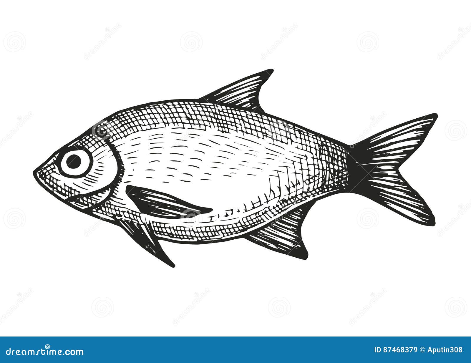 Fish roach sketch stock vector. Illustration of white - 87468379