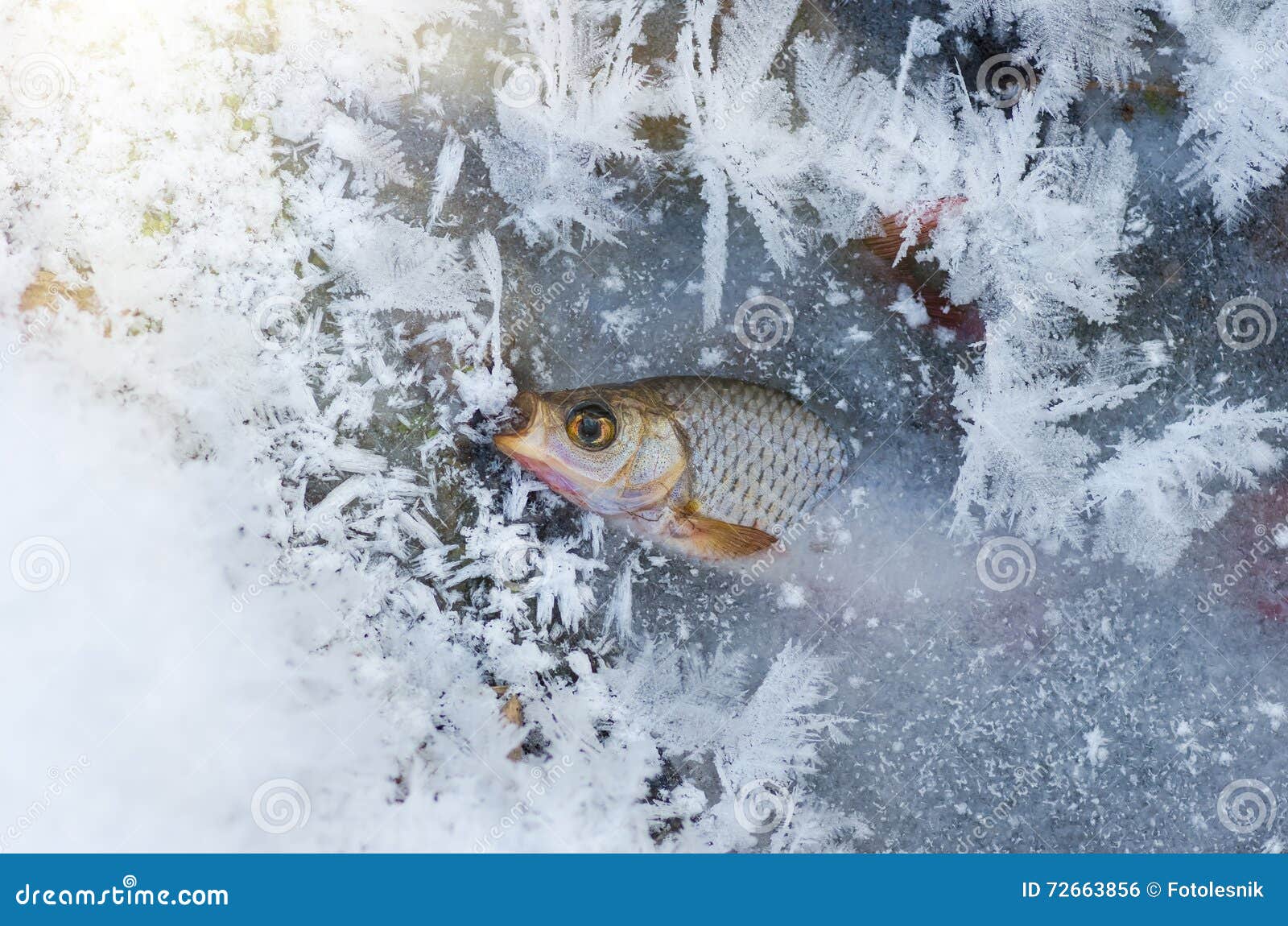 Fish roach in winter stock photo. Image of sport, river - 72663856