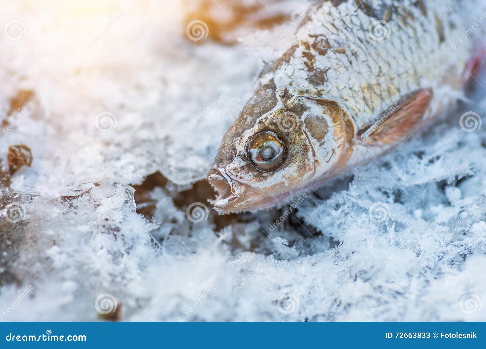 Fish roach winter stock image. Image of lure, siberian - 72663833