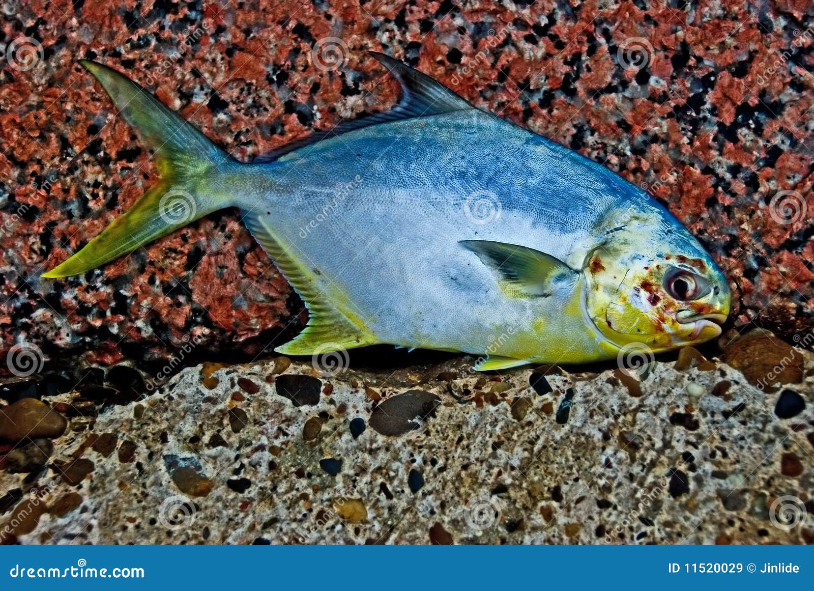 Fish on rock stock image. Image of water, concrete, colorful - 11520029