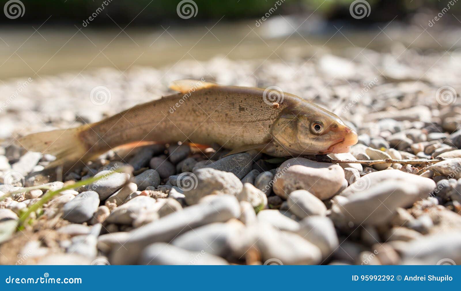 Fish on the Rocks by the River Stock Photo - Image of stone, roach ...