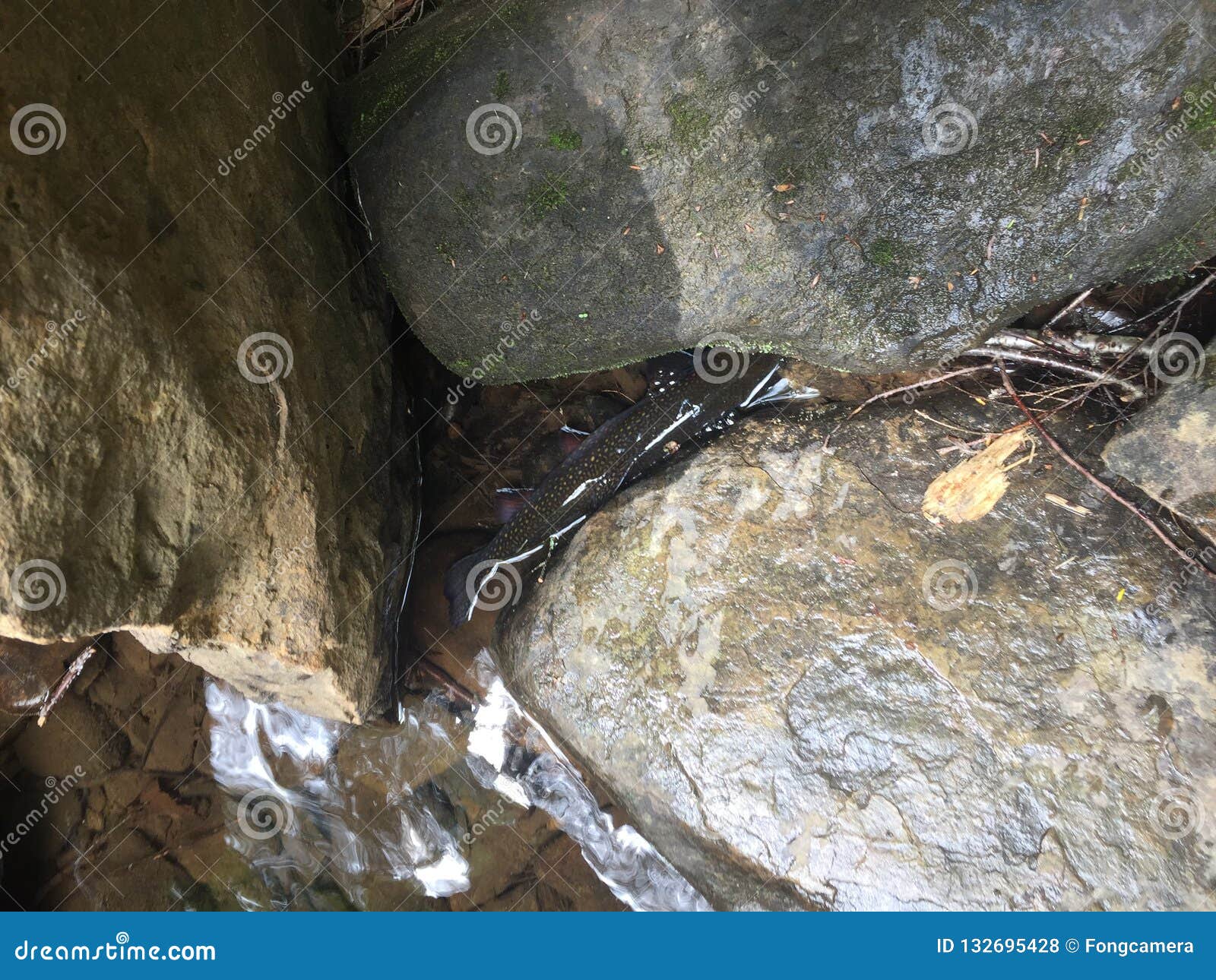 Fish in rocks stock photo. Image of stones, fish, rocks - 132695428