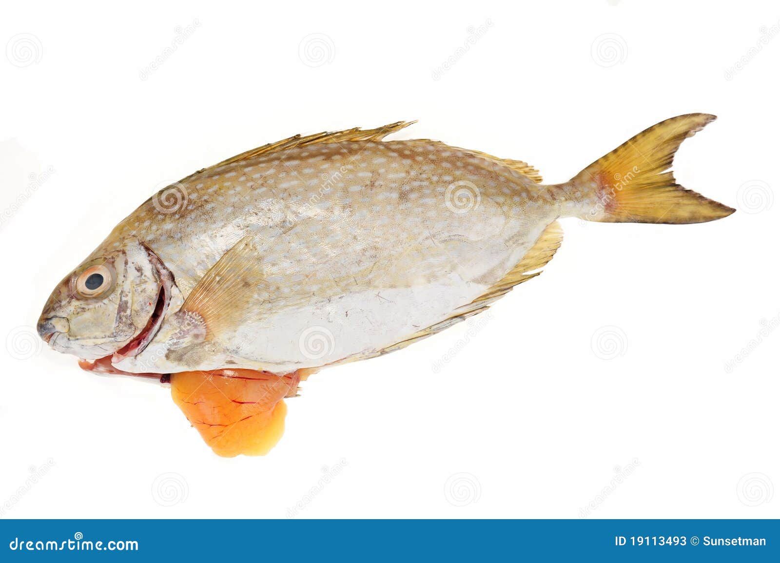 Fish With Roe Stock Photos - Image: 19113493