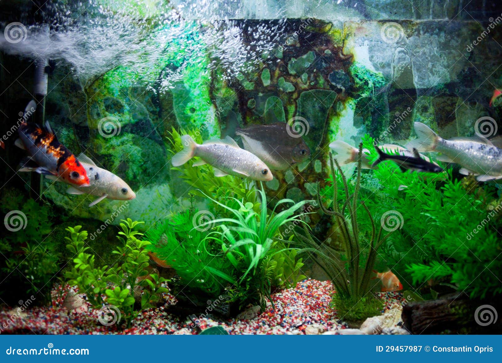 Fish in a row in aquarium stock image. Image of fish - 29457987