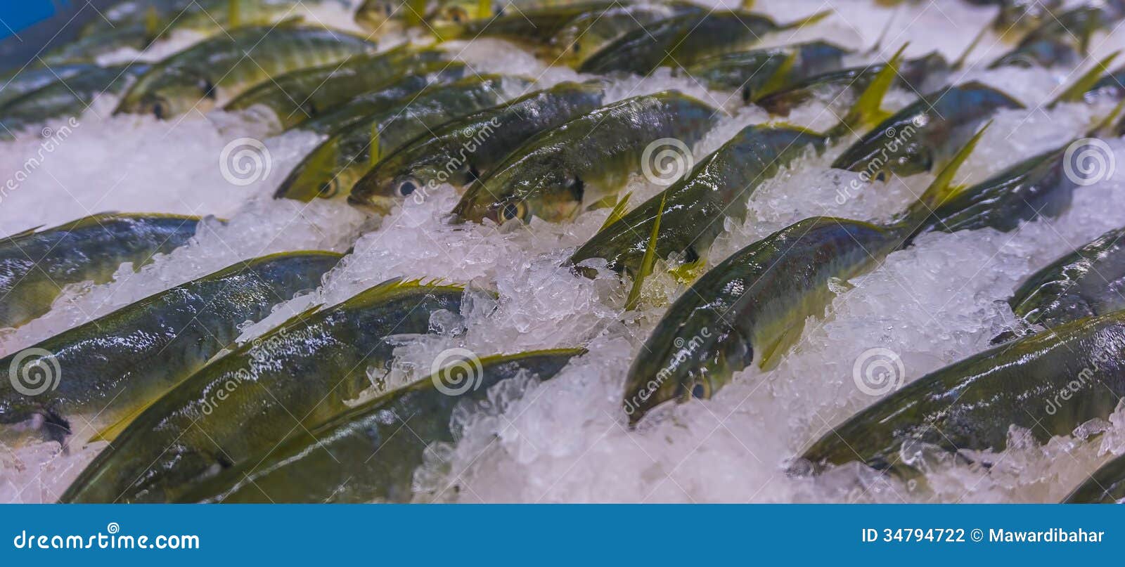 Fish stock photo. Image of morning, ocean, kitchen, diet - 34794722