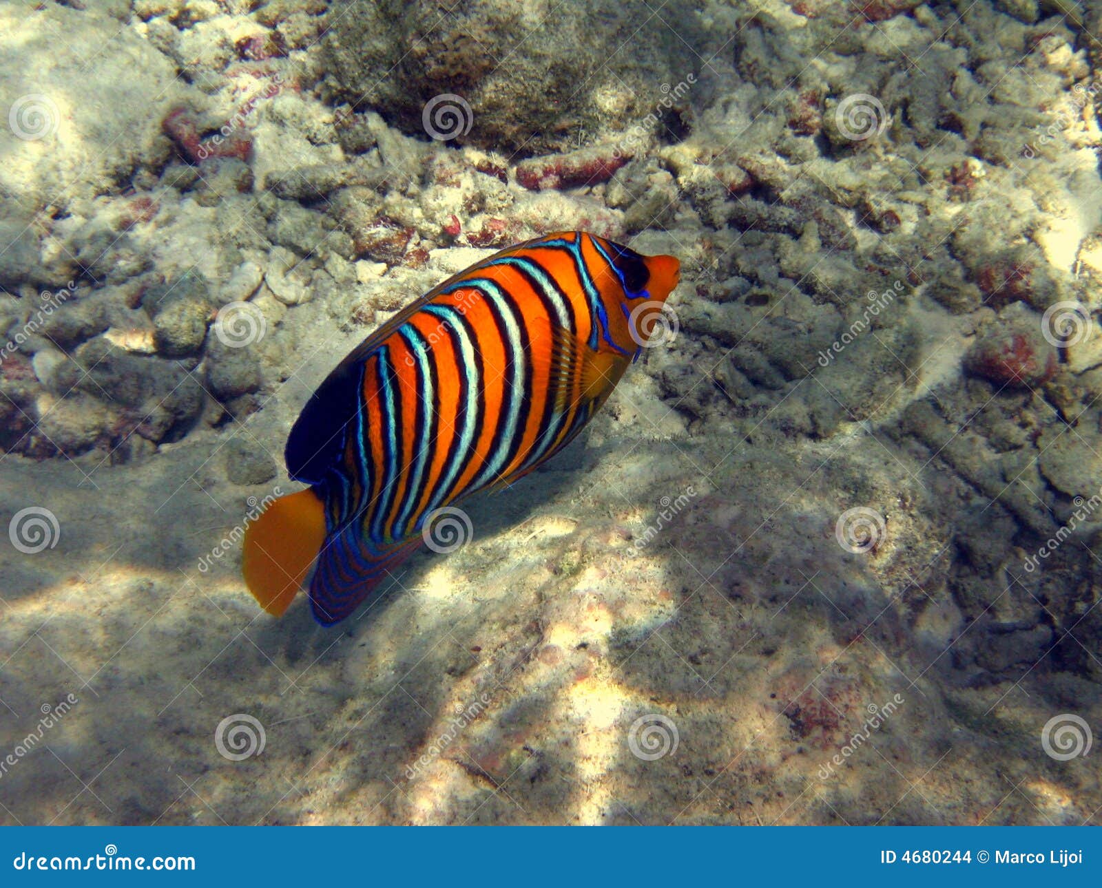Fish : Royal Angelfish stock photo. Image of diacanthus - 4680244