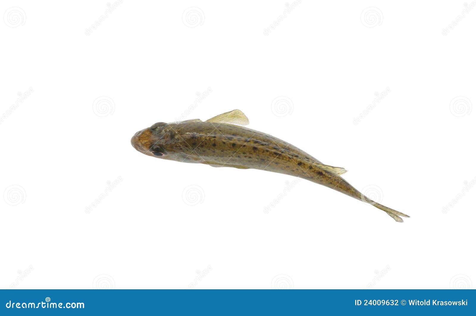 610 Ruff Fish Stock Photos - Free & Royalty-Free Stock Photos from ...