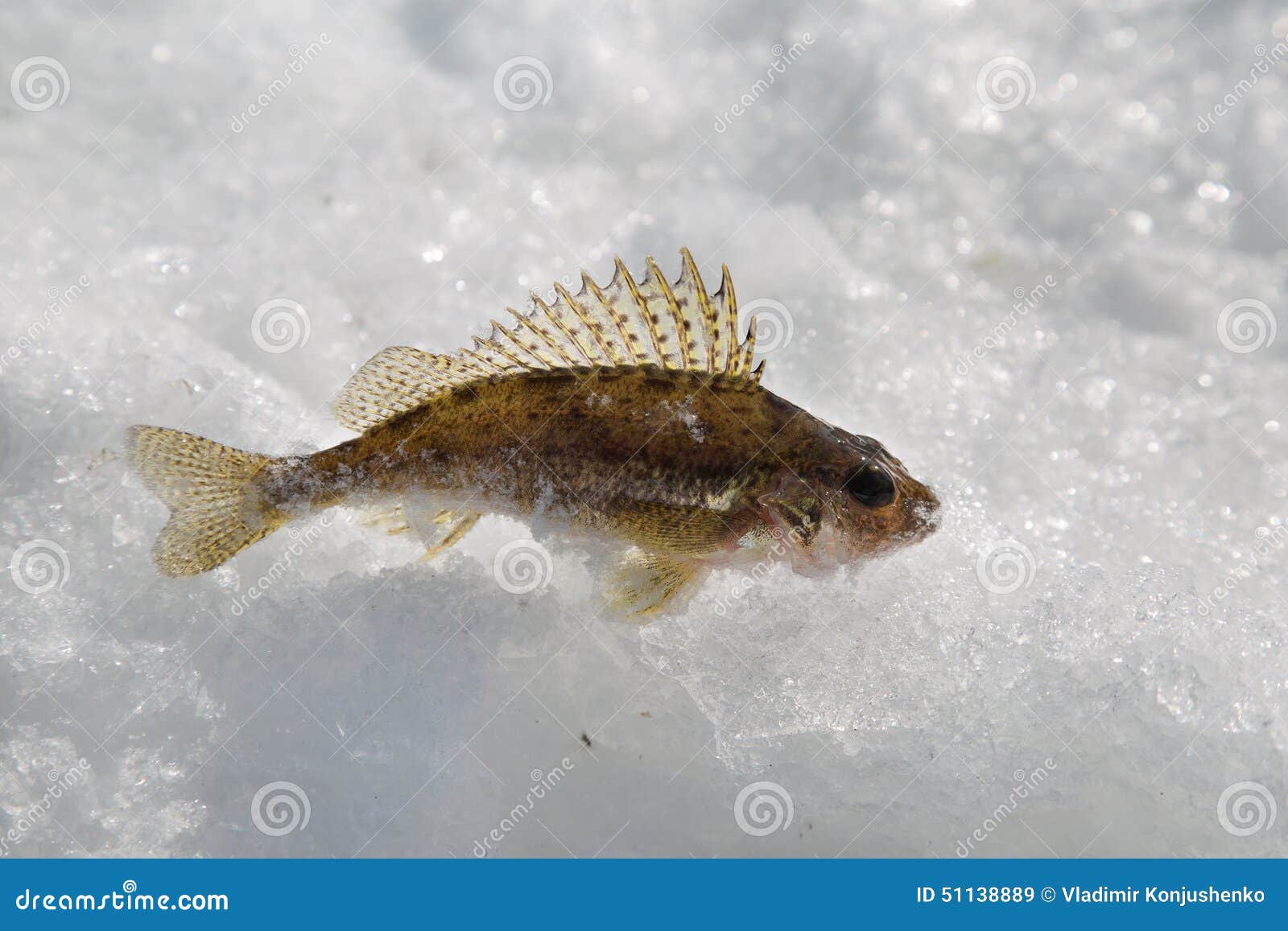 Fish ruff stock image. Image of winter, fishing, ruff - 51138889