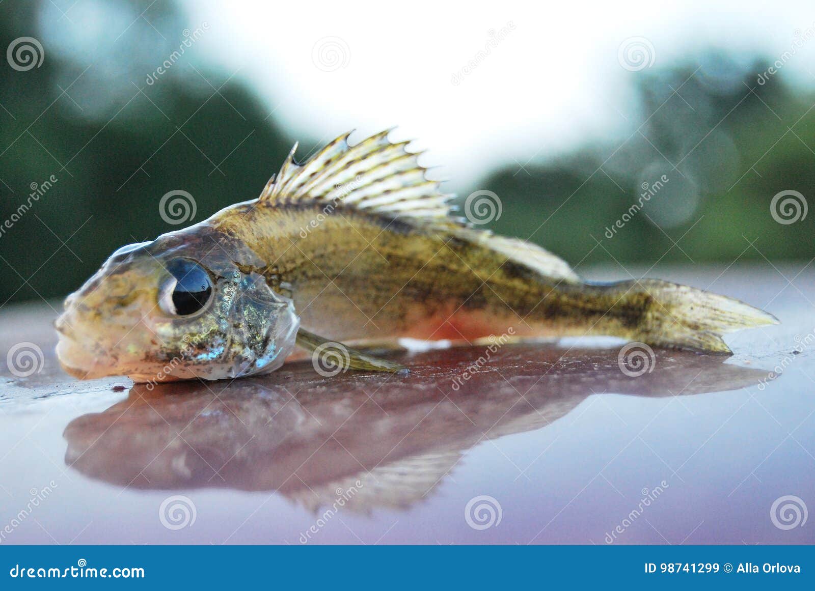 Fish ruff stock image. Image of nature, fresh, side, lake - 98741299