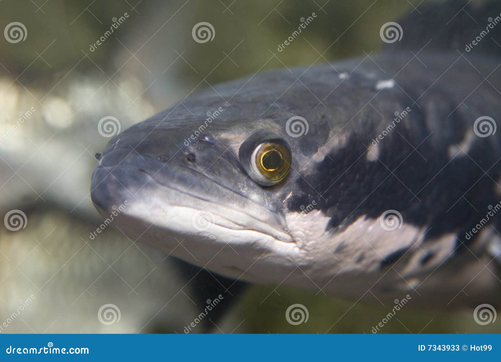 The fish s face stock image. Image of fishbowl, fish, fishes - 7343933