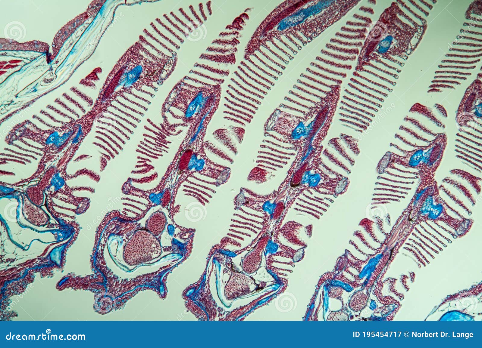 Fish`s Gills Greatly Enlarged, Stock Image - Image of histology ...