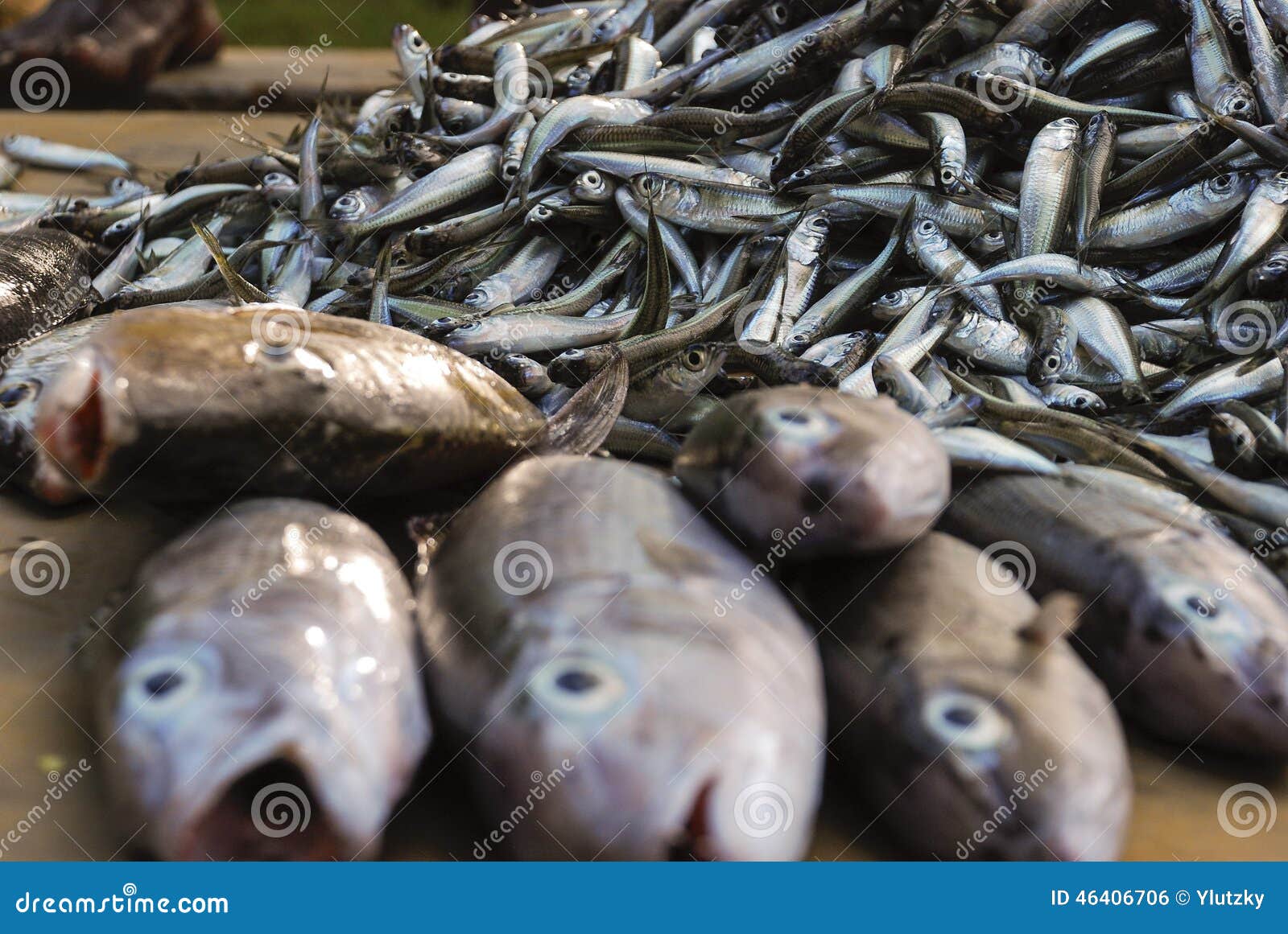 Fish for Sale in Andaman Islands Stock Photo - Image of grey, work ...