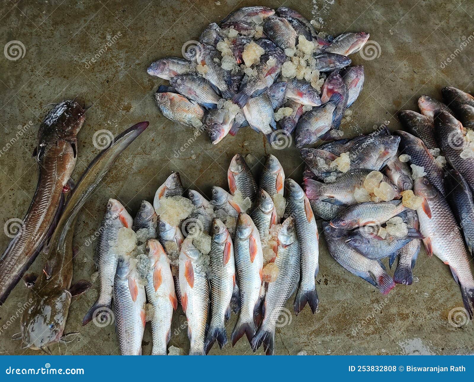 Fish Sale in Indian Fish Bazar HD Stock Photo - Image of freshwater ...