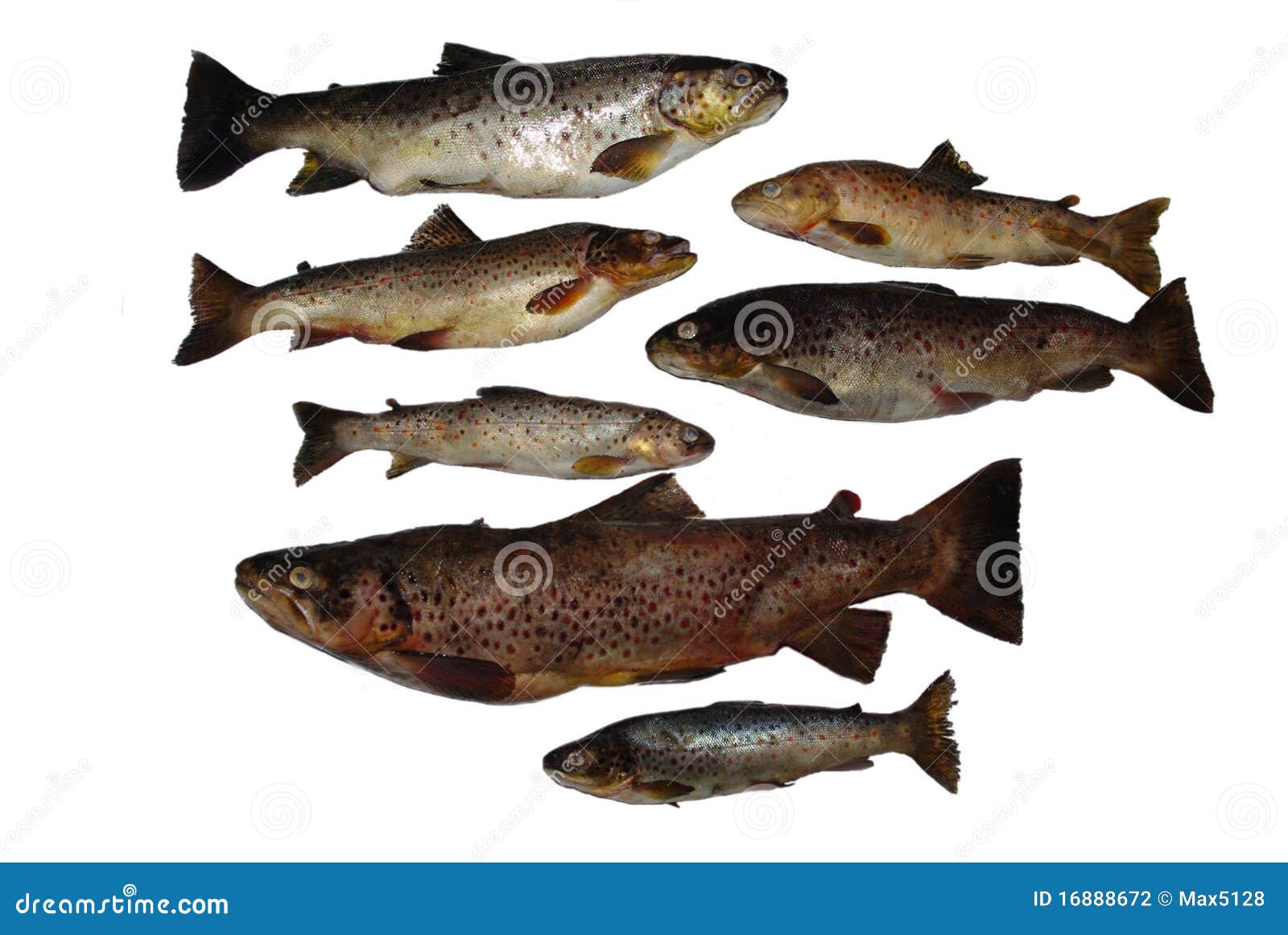 Fish Salmon stock photo. Image of fish, healthy, salmon - 16888672
