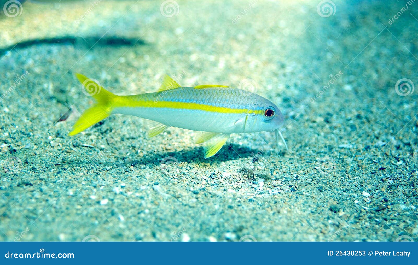 Fish on the sand stock image. Image of ichthyology, swim - 26430253