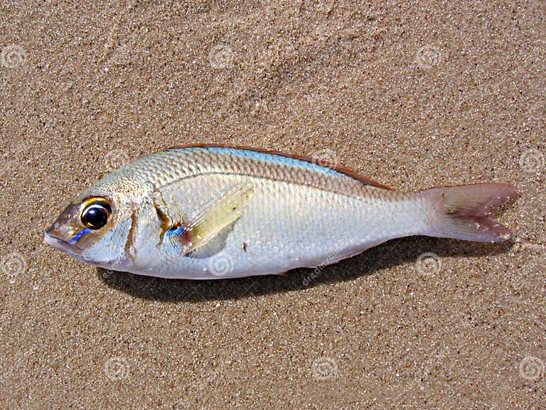 Fish on Sand stock image. Image of fresh, glistening, fish - 5858859