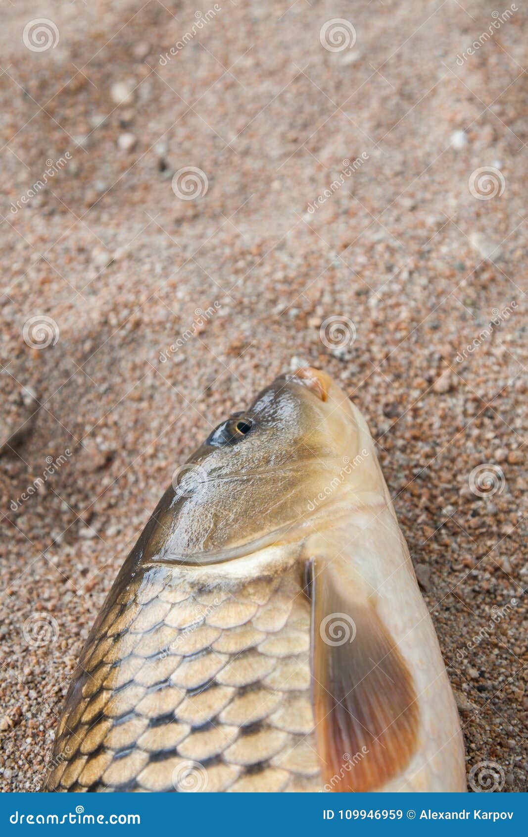 Fish in the sand, carp, stock image. Image of landing - 109946959