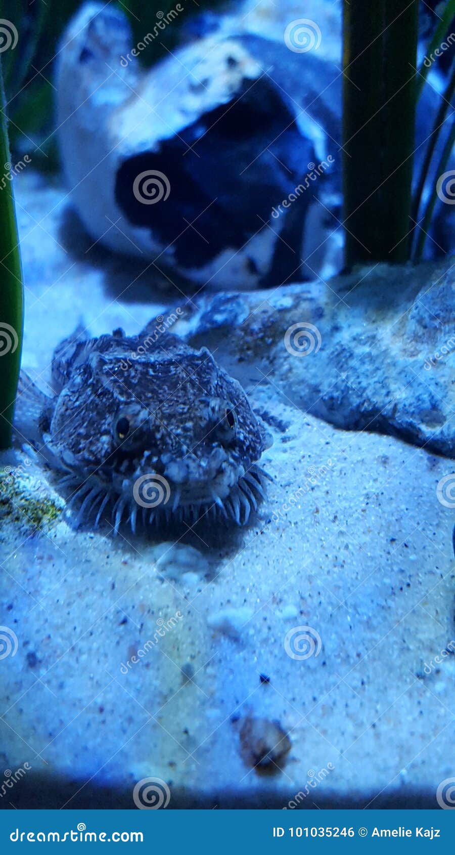 Fish on sand stock photo. Image of little, grumpy, funny - 101035246