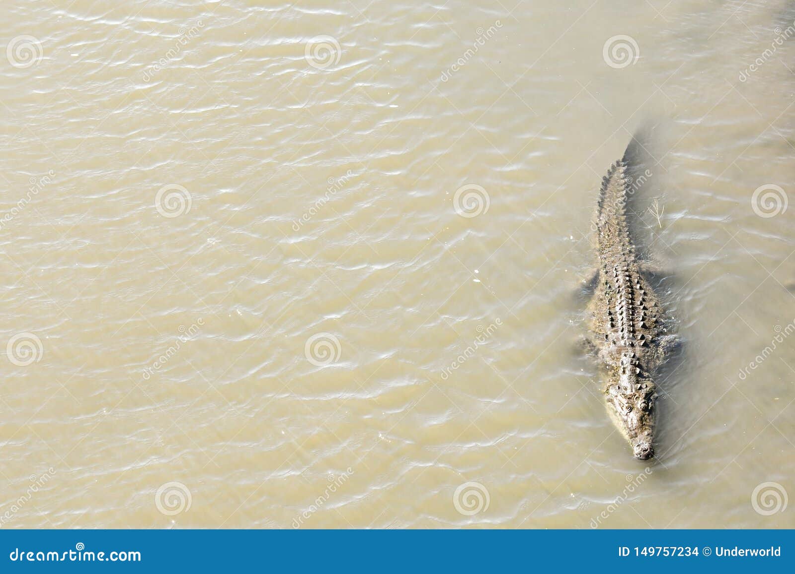 Fish in Sand, Photo As a Background Stock Photo - Image of nature ...