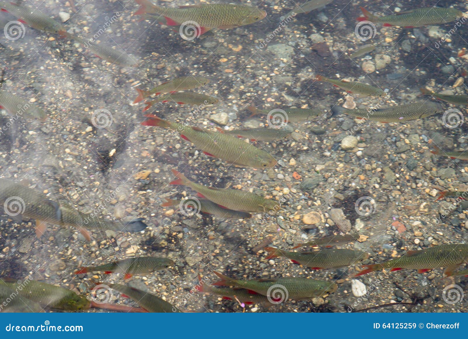 Fish and sand under water stock image. Image of fish - 64125259