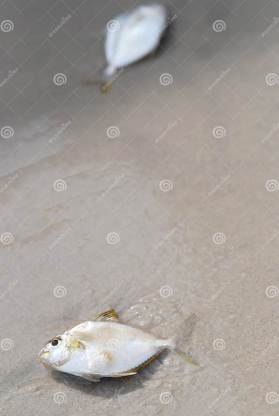 Fish on a sandy stock image. Image of helpless, natural - 22562953