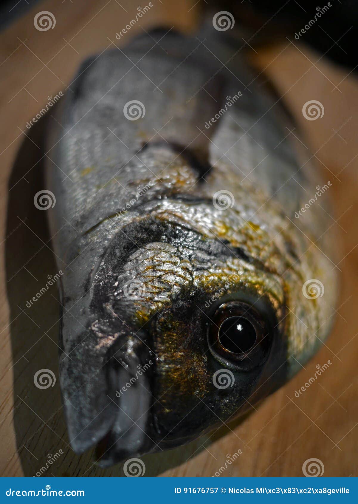 Fish sar stock image. Image of freshness, bream, mediterranean - 91676757