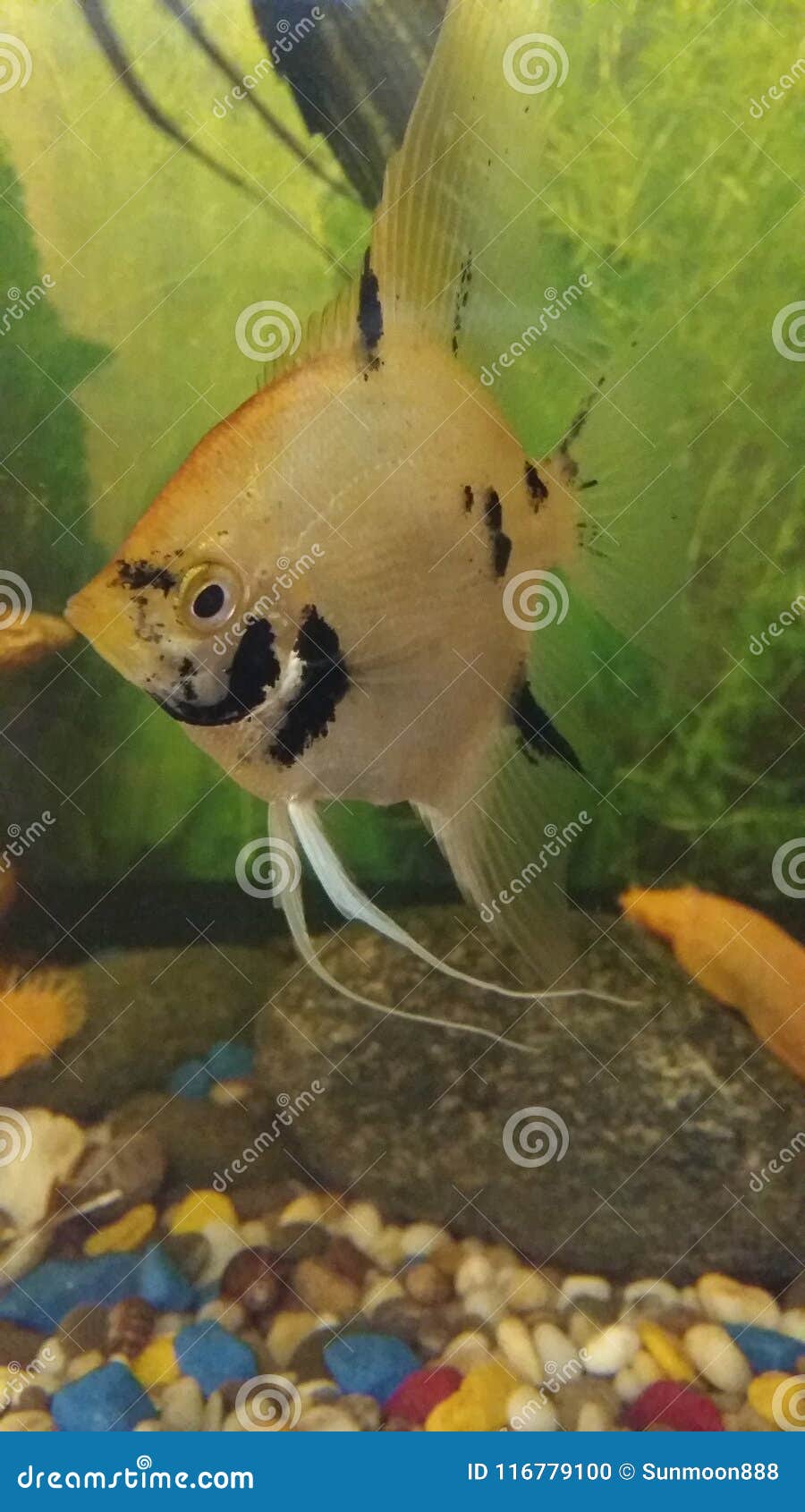 Fish of a scalar stock photo. Image of pure, interesting - 116779100