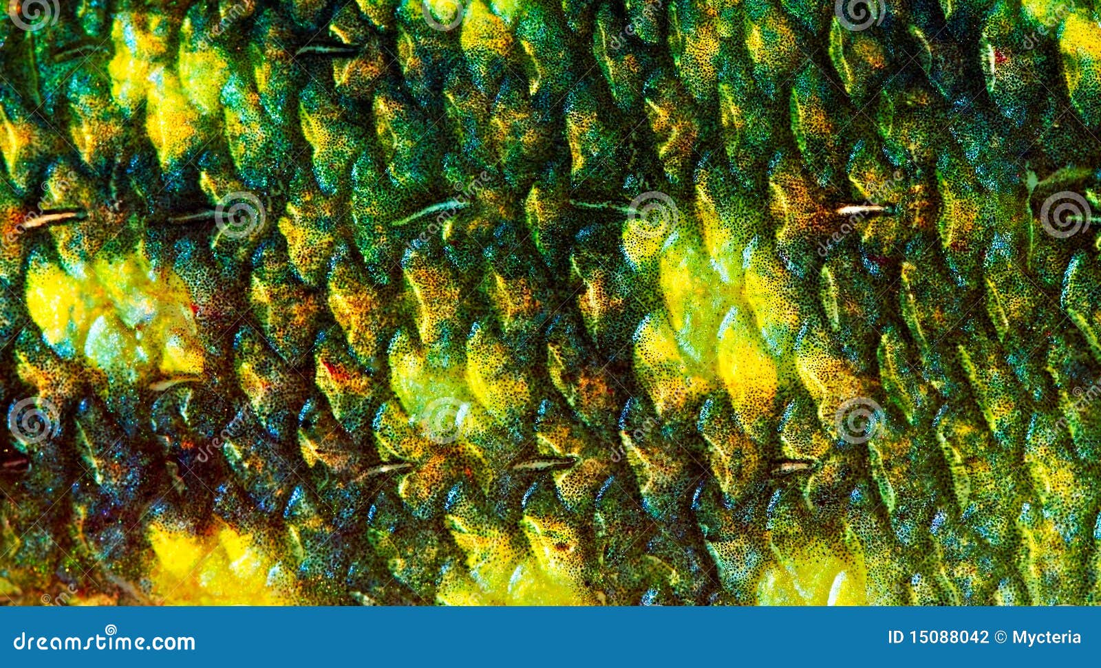 The Fish Scale Close Up. Real Ide Fish Scales Background Royalty-Free ...