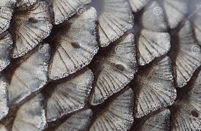 Fish scale stock photo. Image of cover, scales, commercial - 28505760