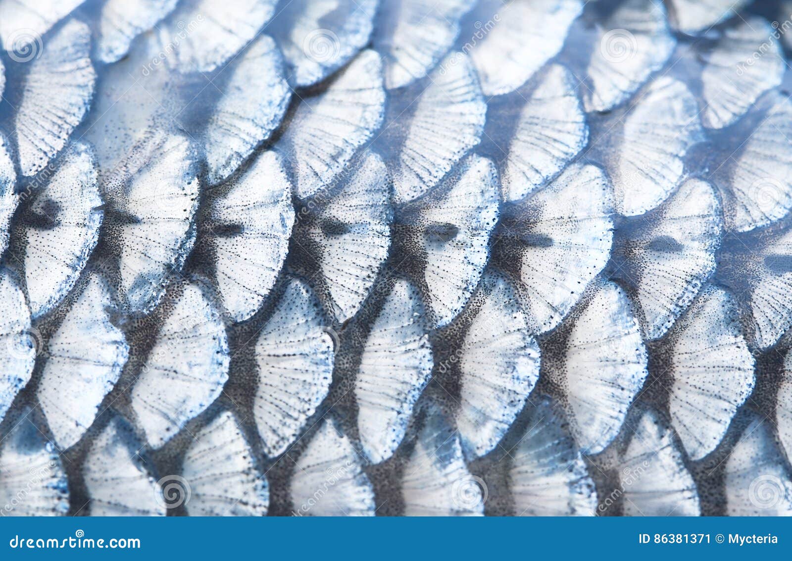 Fish scale background stock image. Image of abstract - 86381371