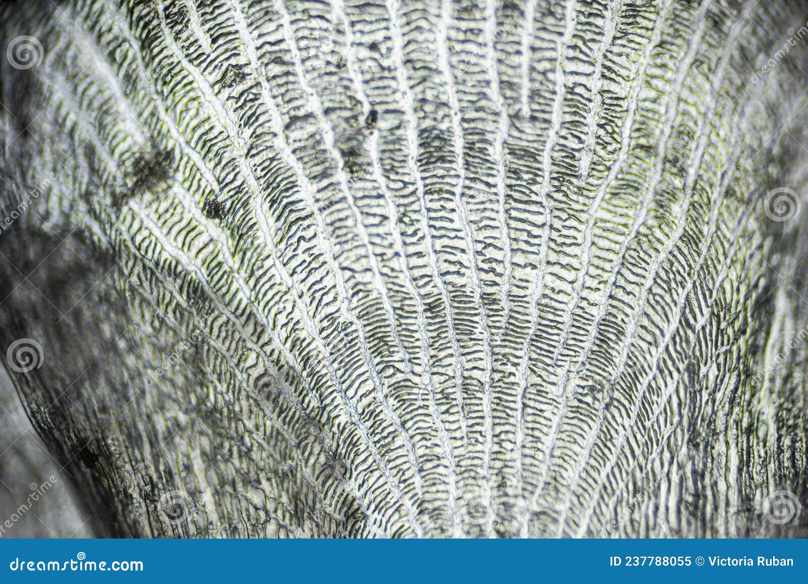 Fish scale close up stock image. Image of nature, dotted - 237788055