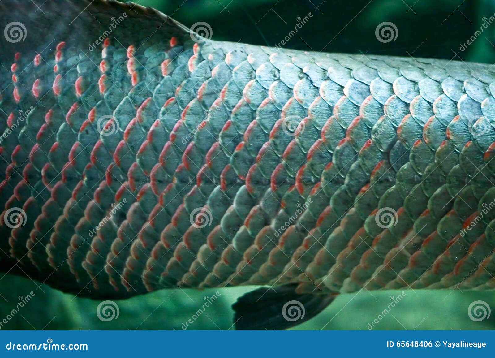 Fish scale stock photo. Image of aquatic, aquarium, detail - 65648406
