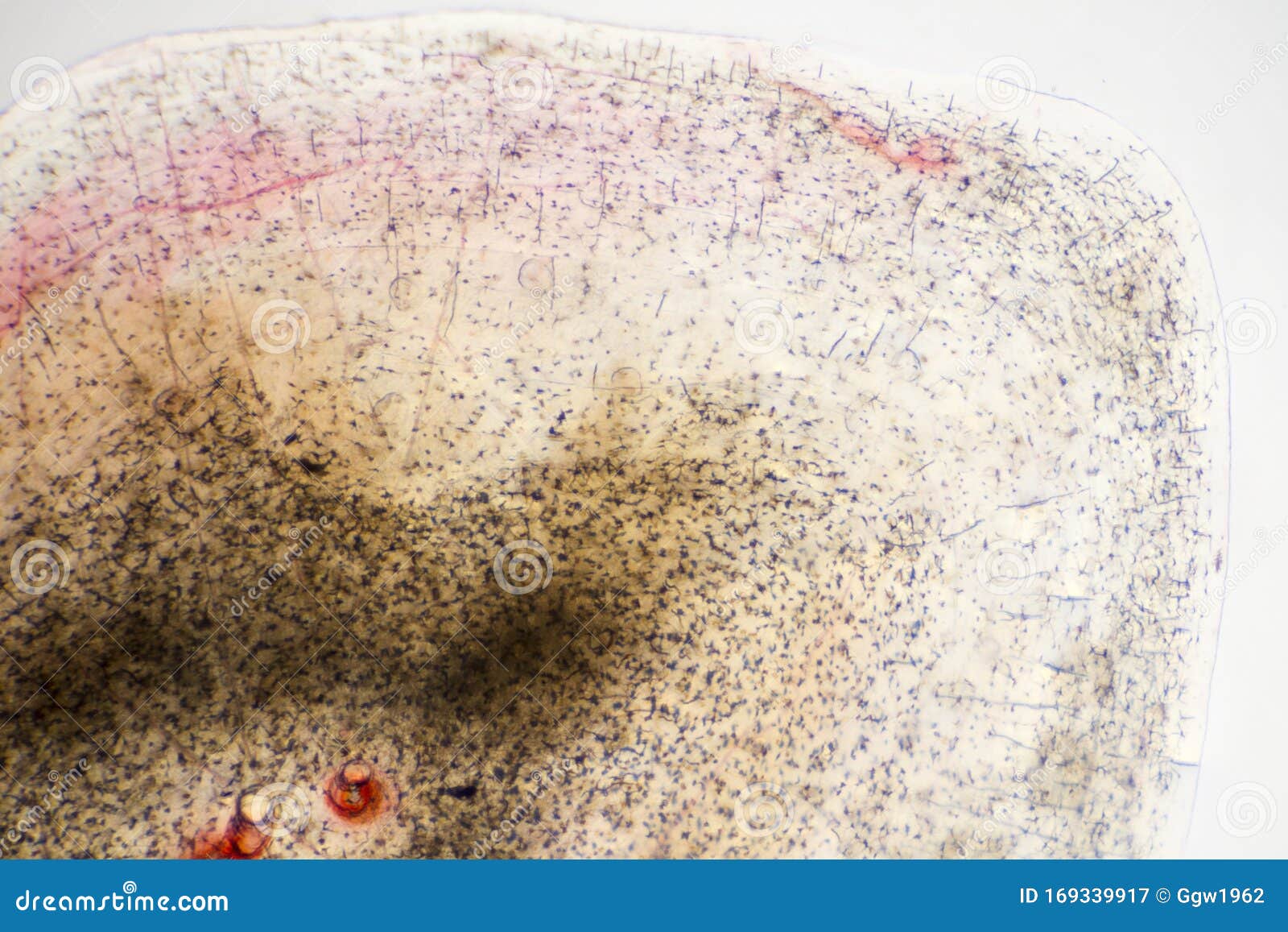 Fish scale stock image. Image of marine, scale, plate - 169339917