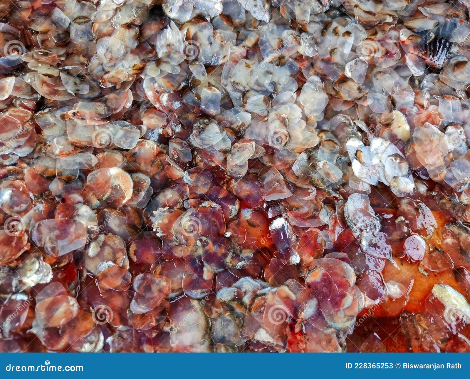 Fish Scale Removed from the Fish after Processing Stock Image - Image ...