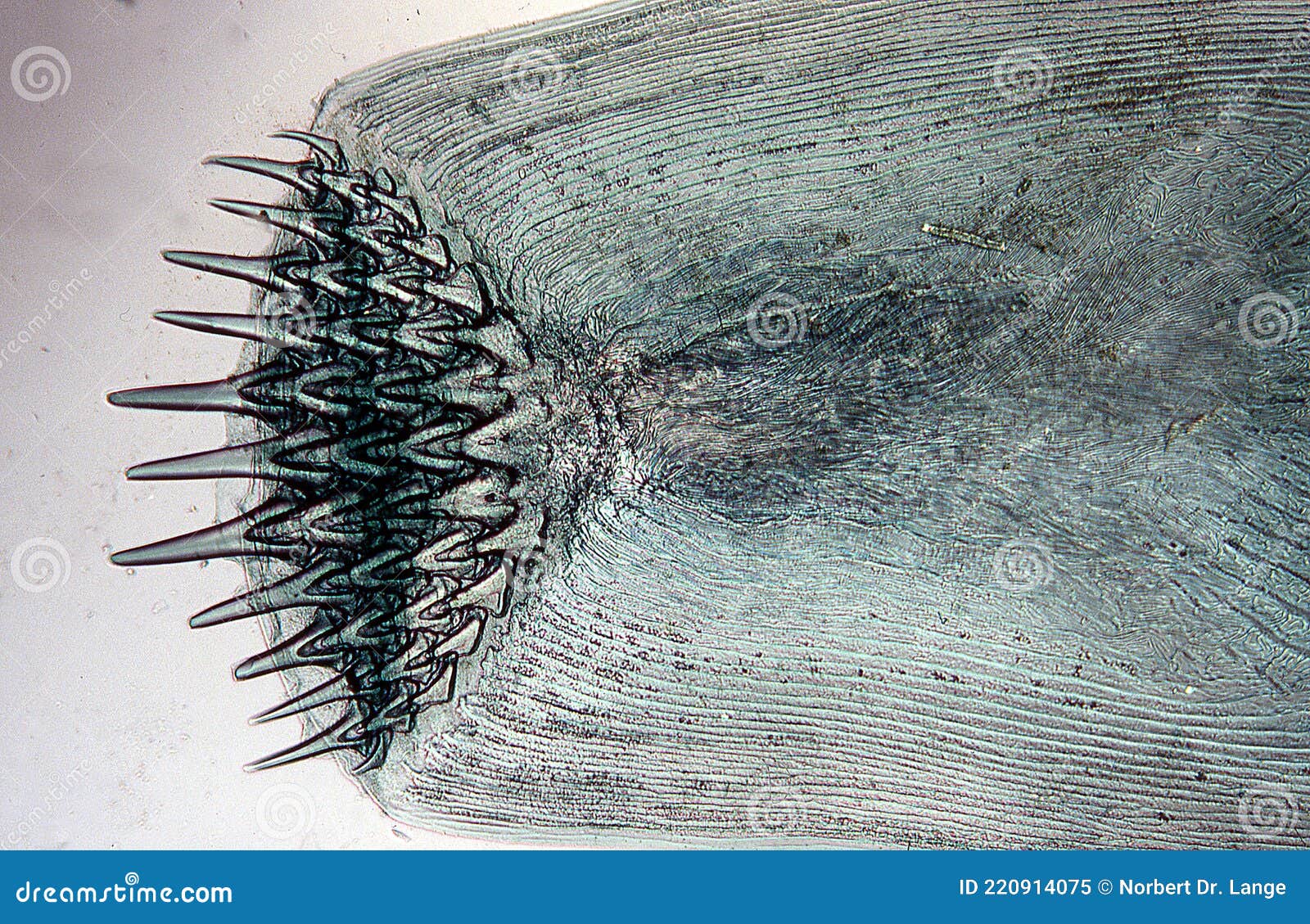 Fish Scale with Spinous Spin Stock Image - Image of water, thorns ...