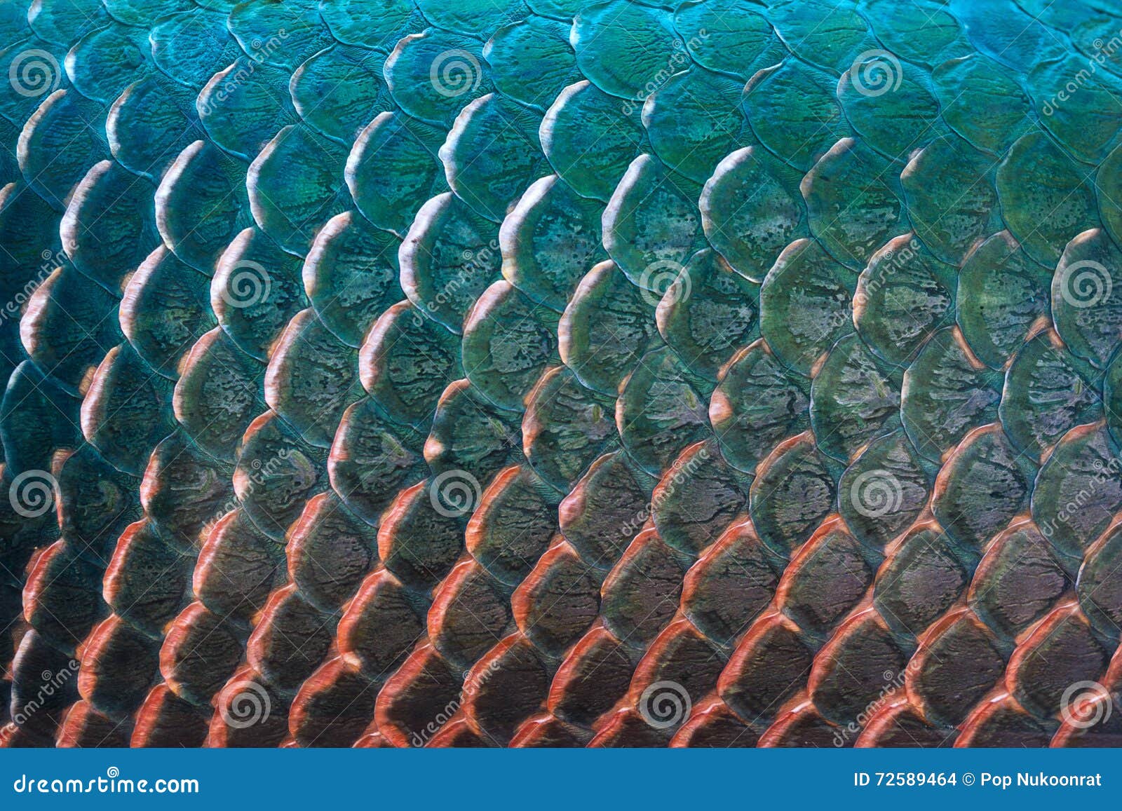 The Fish Scale Close Up. Real Ide Fish Scales Background Royalty-Free ...