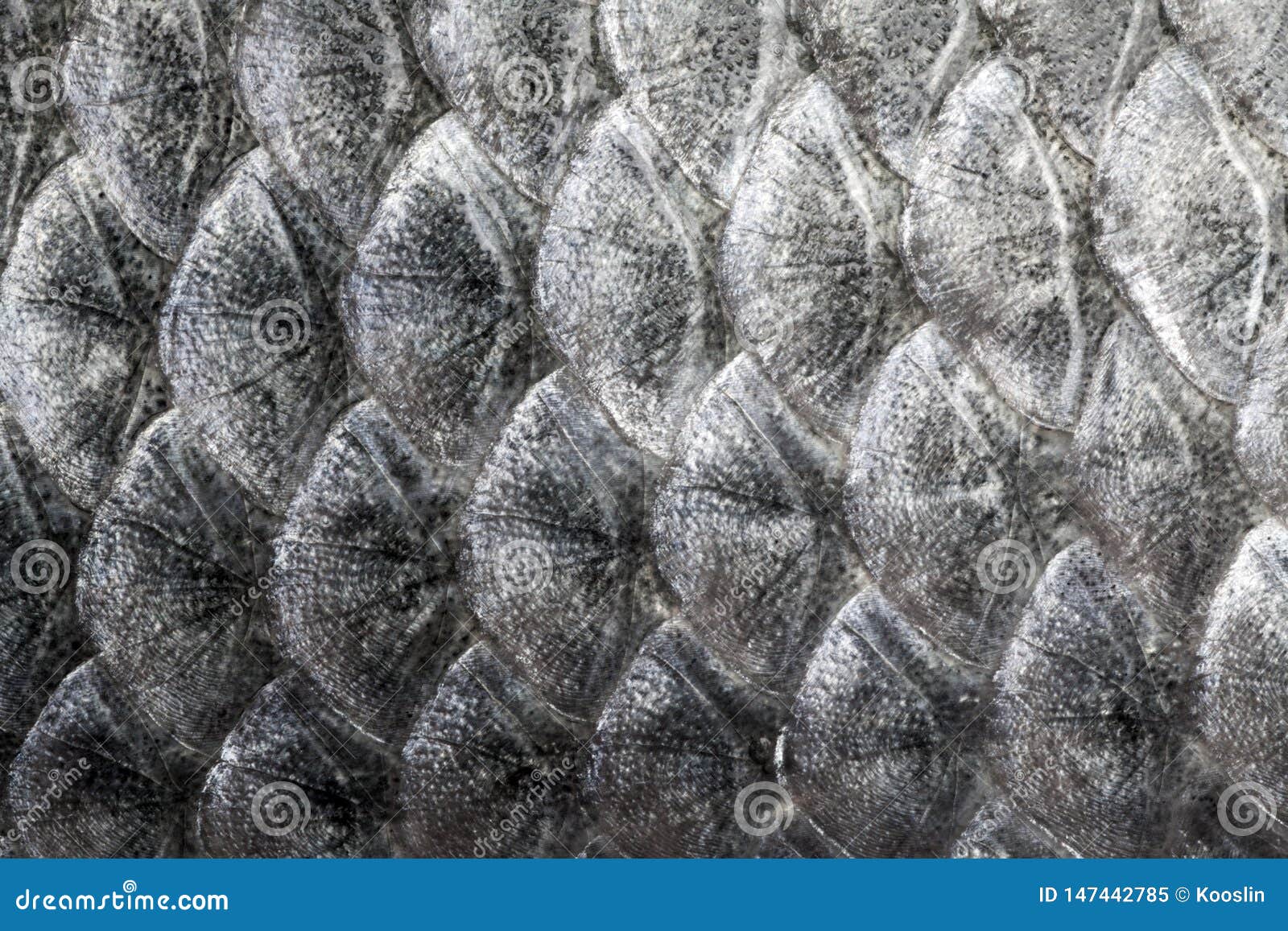 Scale Texture With Natural Seamless Patterns Of Common Silver Carb Fish ...