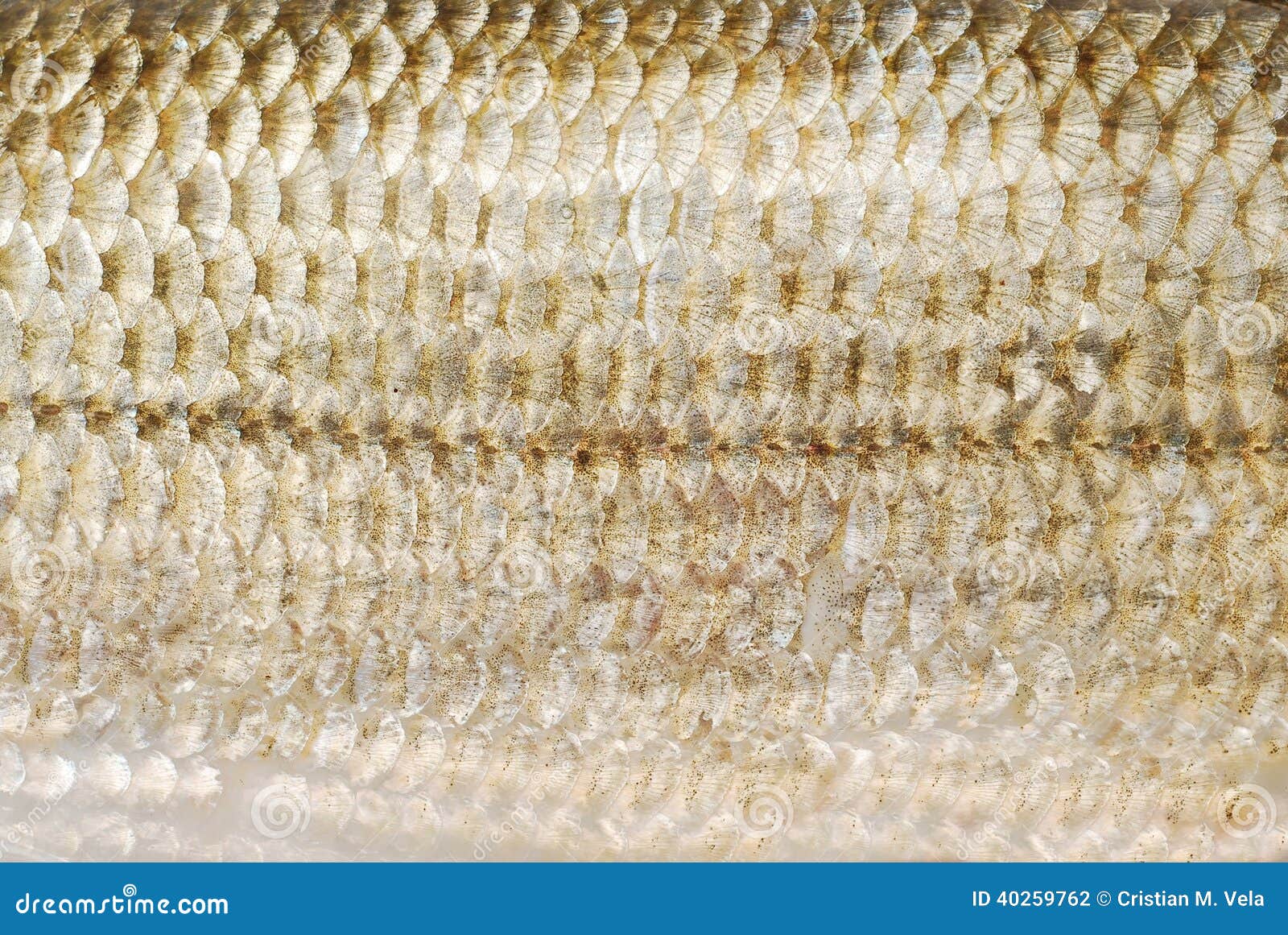 Fish scale texture stock photo. Image of freshwater, pattern - 40259762