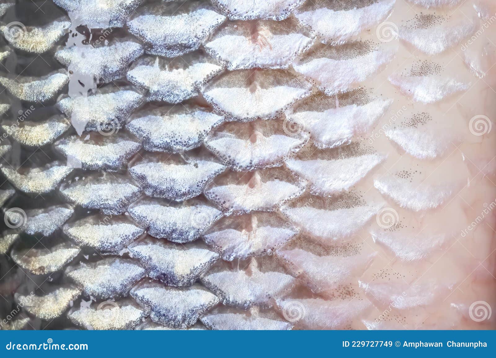 Fish Scale Texture in Seamless Patterns Abstract Background Stock Image ...
