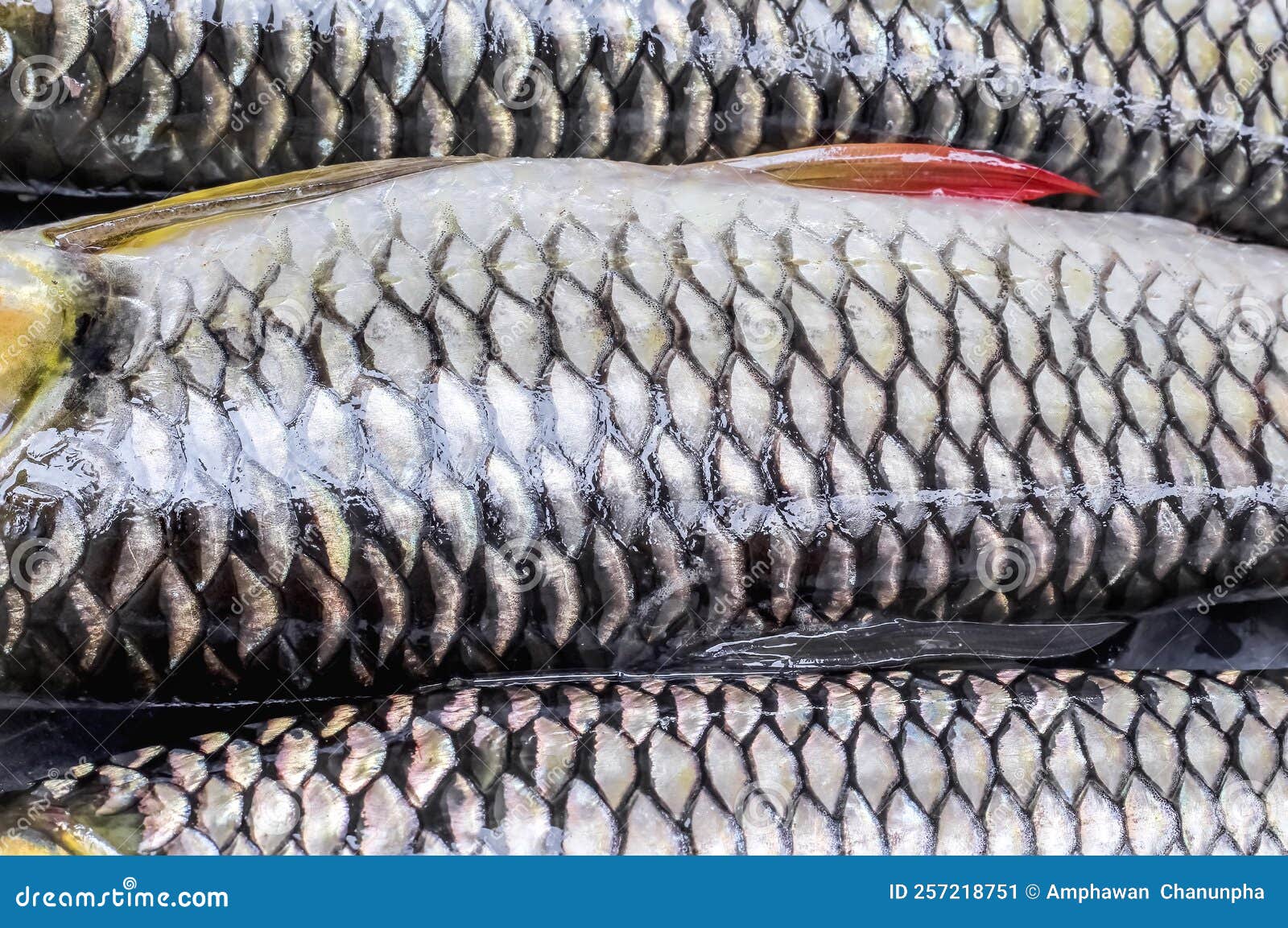 Texture Of Freshwater Fish Scales Royalty-Free Stock Photo ...