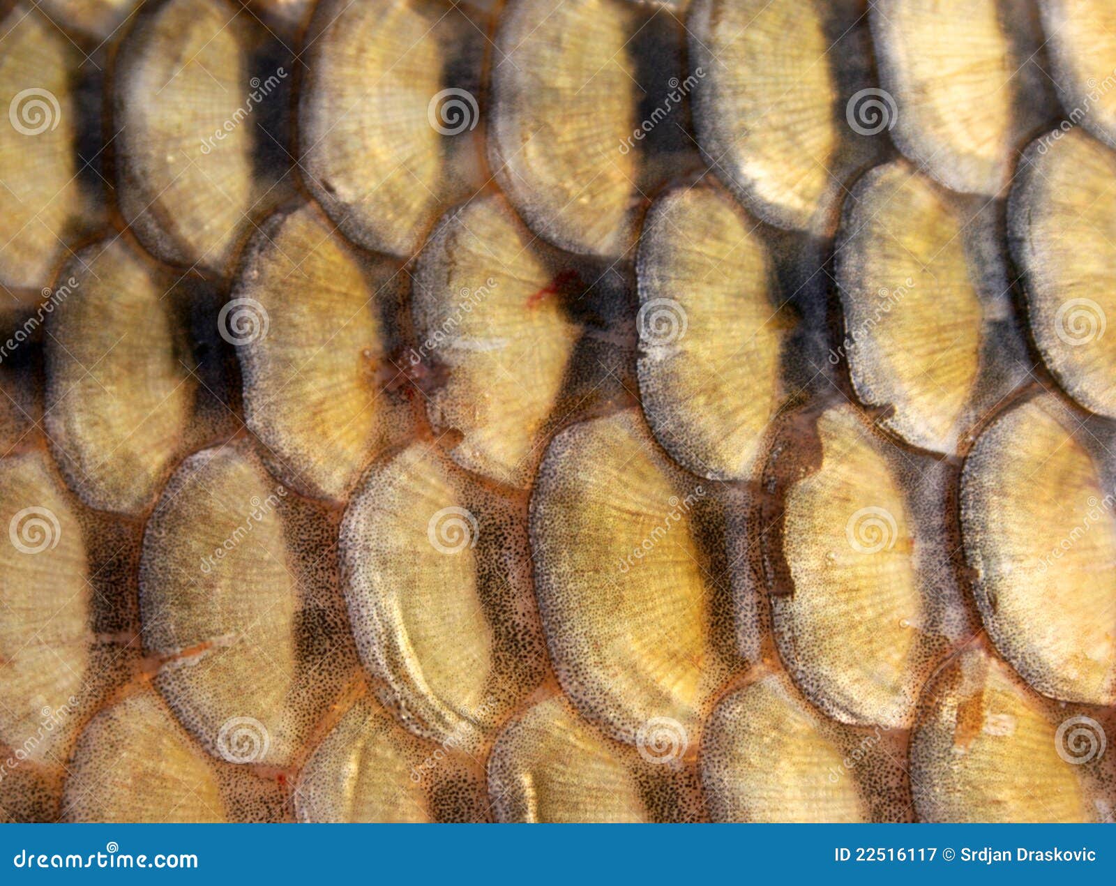 Fish scales stock image. Image of nature, skin, fish - 22516117