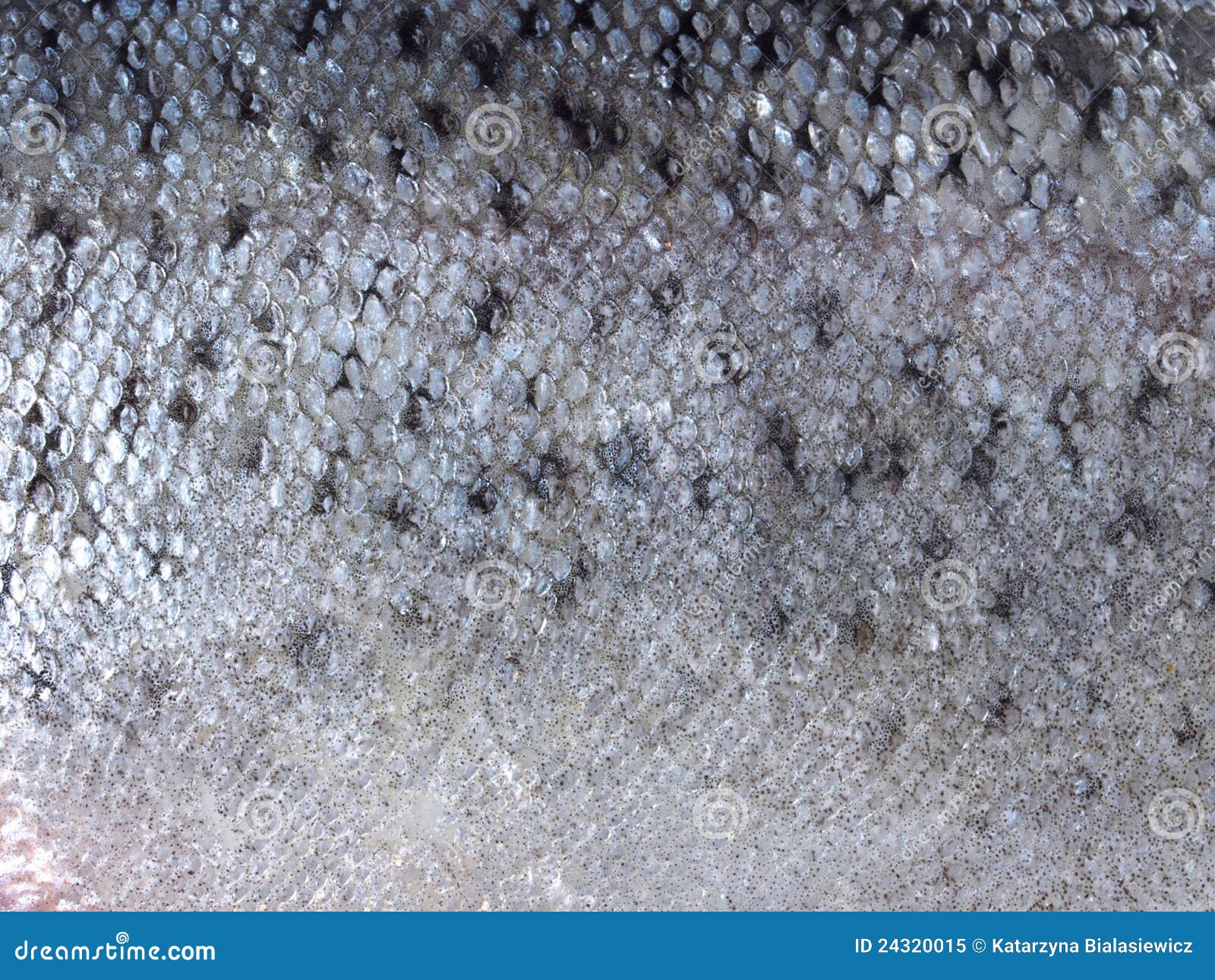 Fish scales stock image. Image of gray, silvery, abstract - 24320015