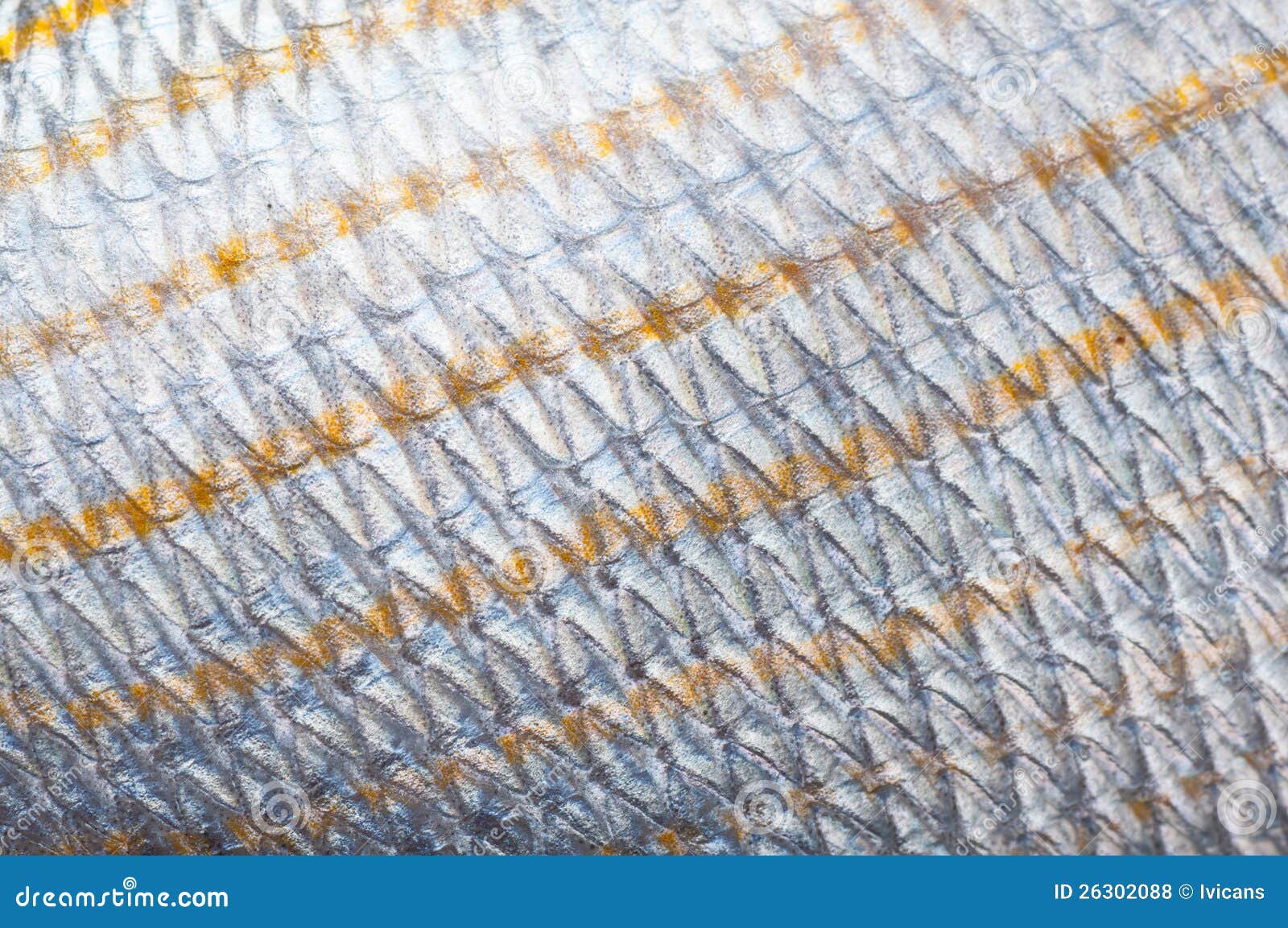 Fish scales stock photo. Image of nature, animal, fishy - 26302088