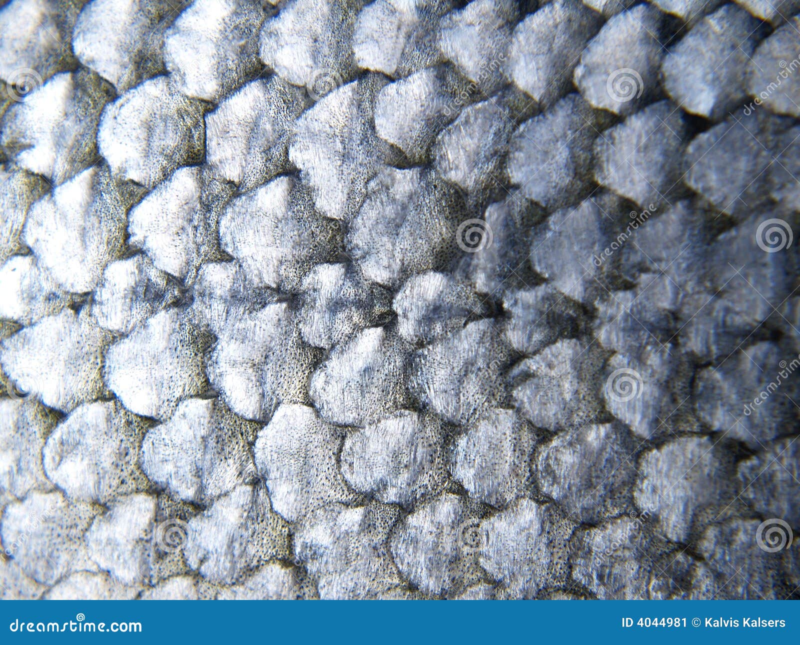 Scales Royalty-Free Stock Photography | CartoonDealer.com #11391113