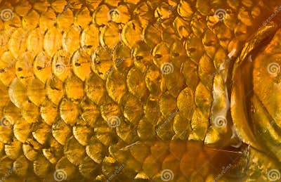 Fish scales stock photo. Image of backdrop, colour, gill - 5825460