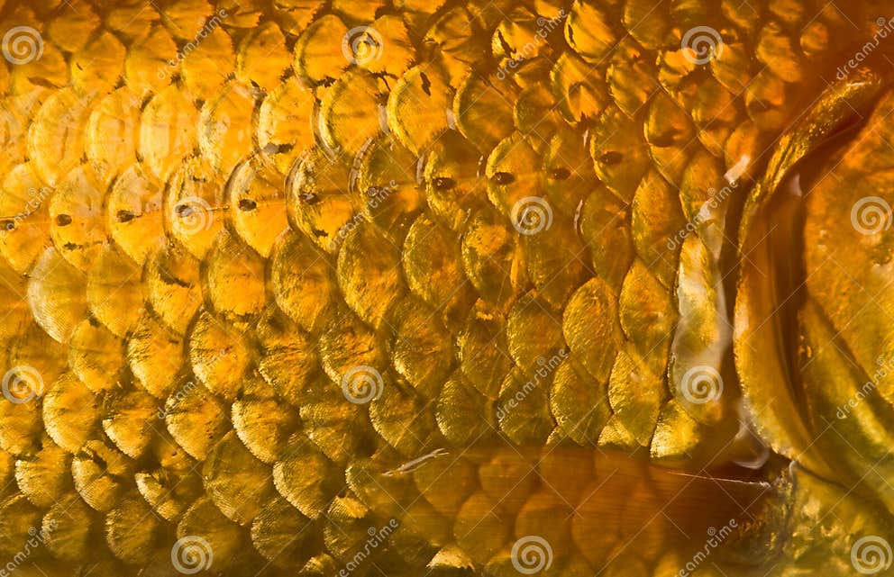 Fish scales stock photo. Image of backdrop, colour, gill - 5825460