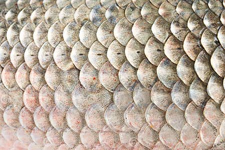 Fish scales stock image. Image of background, study, isolated - 6773381