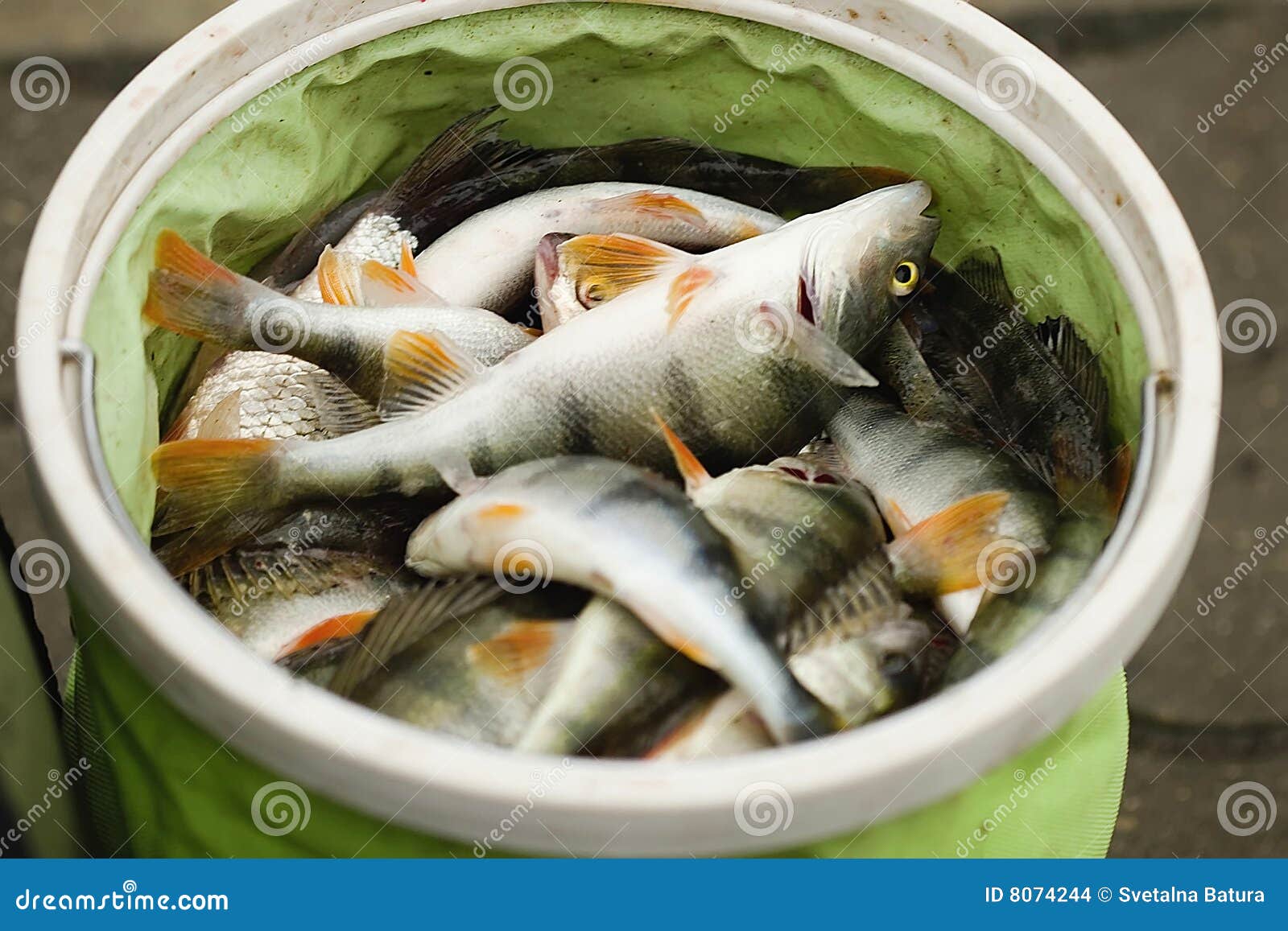 Fish scales stock photo. Image of fish, food, fishery - 8074244