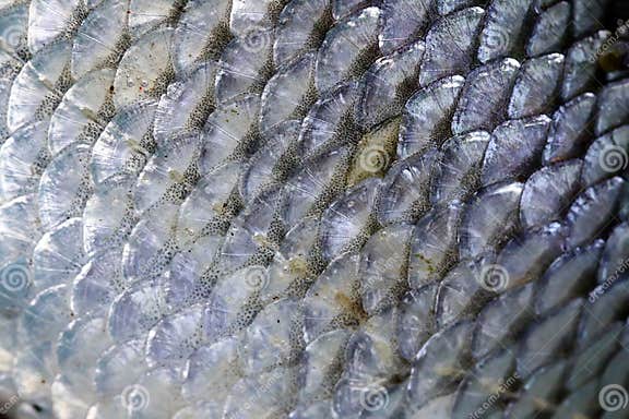 Fish scales stock image. Image of fishing, detail, shine - 8074275