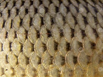 Fish scales stock image. Image of armour, scales, background - 965993